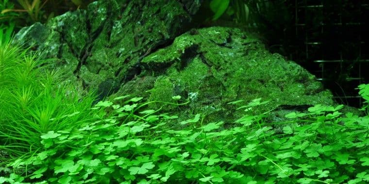 Hydrocotyle tripartita Japan
