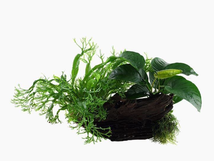 Java Fern and Anubias Species on Wood Duet