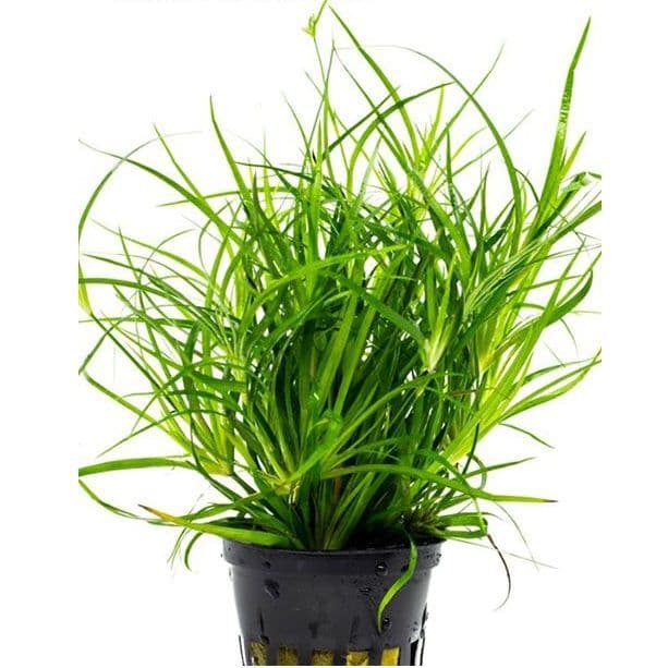 Juncus Repens