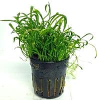 Lilaeopsis Novae-zelandiae Buy Online | Aquarium Gardens
