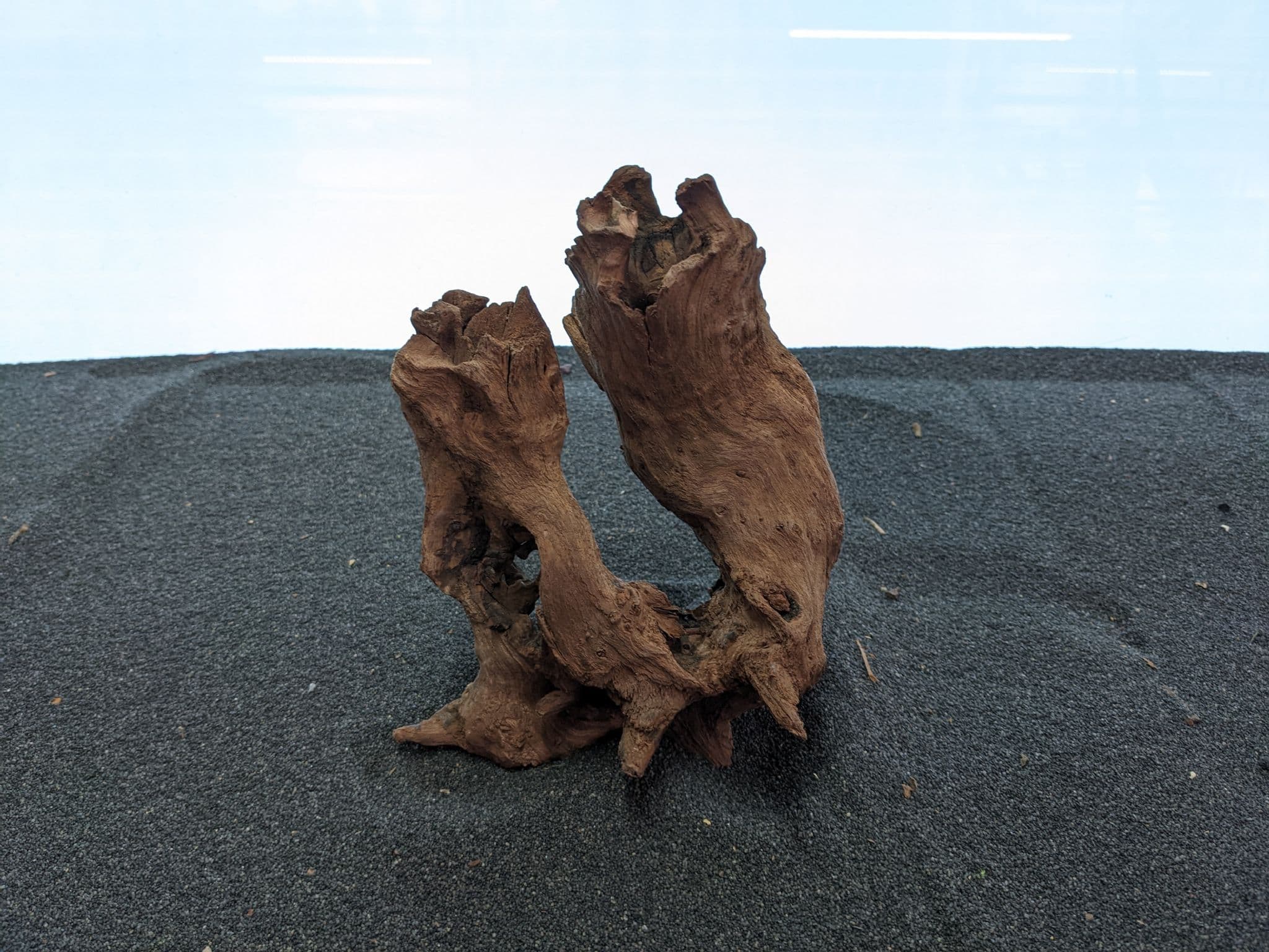 Mangrove Wood Medium 25-30cm