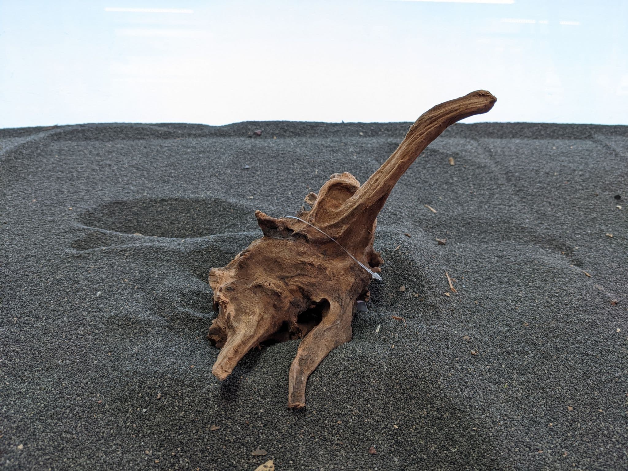 Mangrove Wood Small 15-25cm