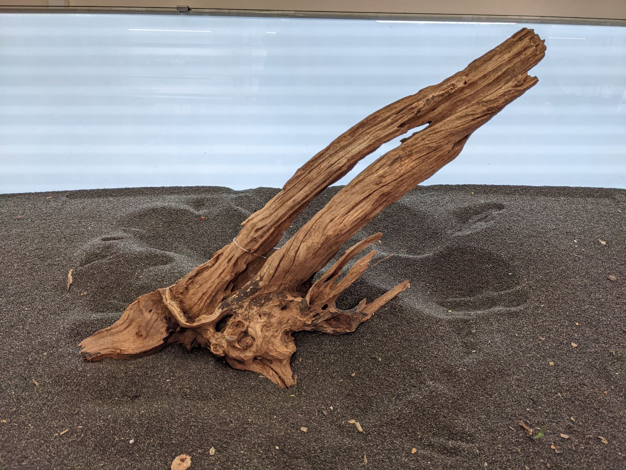 Mangrove Wood XL 45-60cm