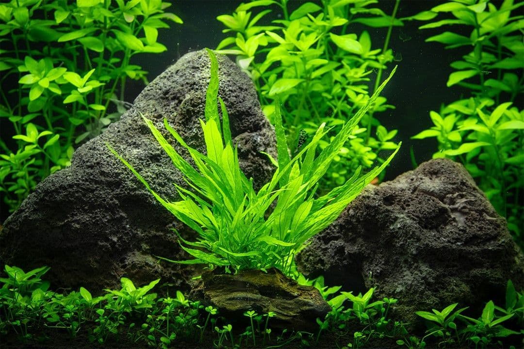 Java Fern on Wood Medium Driftwood Online - Aquarium Gardens