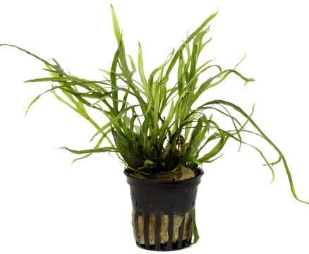 Microsorum pteropus Trident