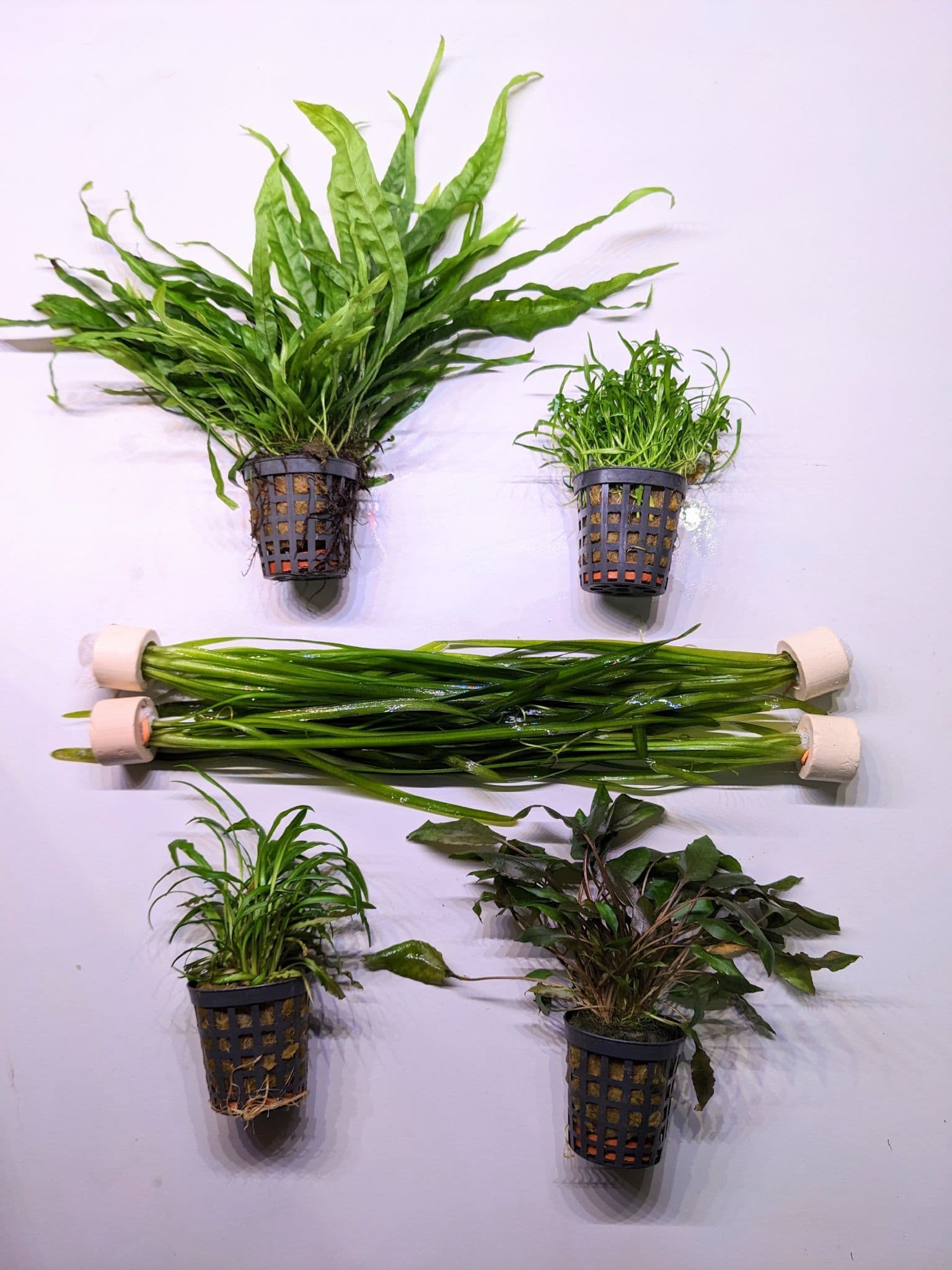 Aquarium Plant Collection for 24" Jungle Style Tank Buy Online