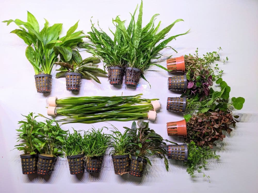 Plant Collection for up to 48& x22; Jungle Style tank