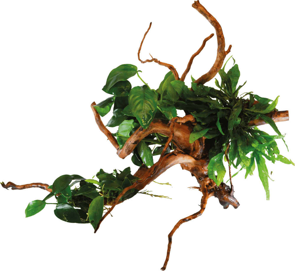 Redmoor Wood with 3 Plants Attached