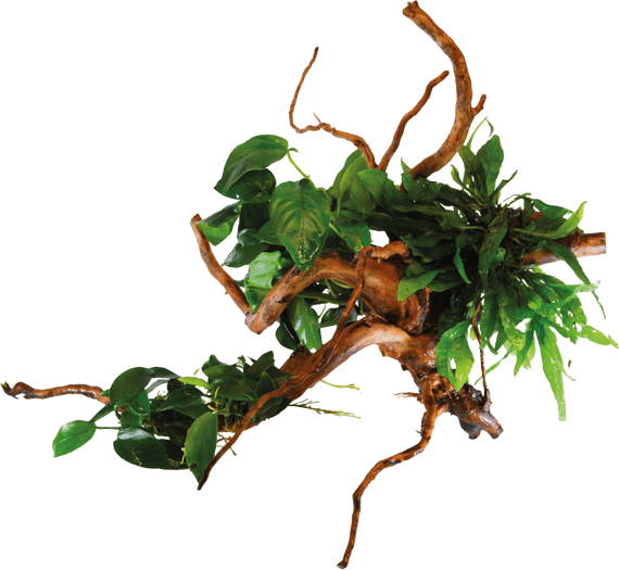 Redmoor Wood with 3 Plants Attached