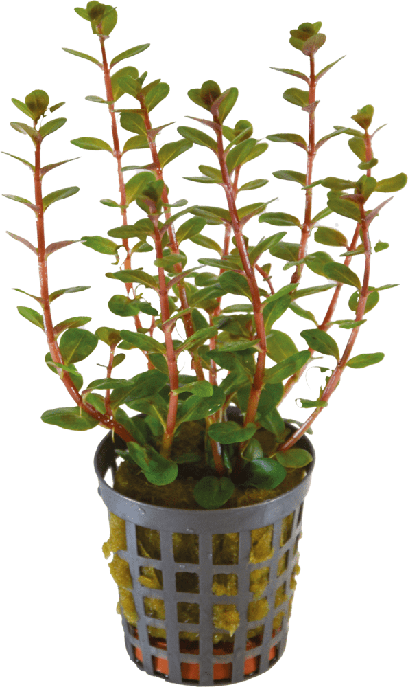 Rotala Blood Red