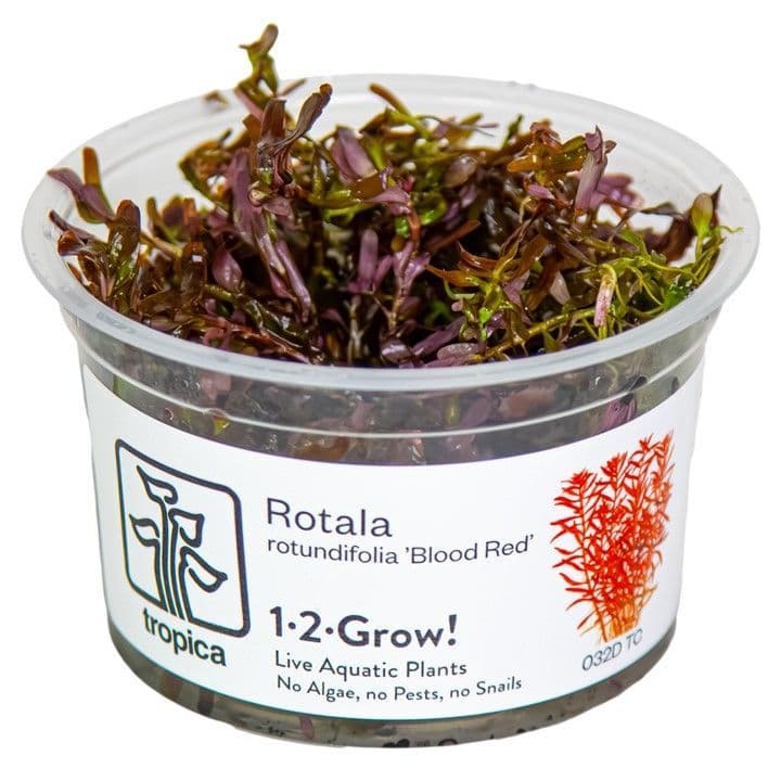 Rotala rotundifolia Blood Red Tropica 1-2 Grow
