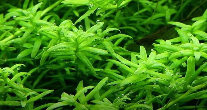 Rotala rotundifolia Green - Tropica 1-2 Grow