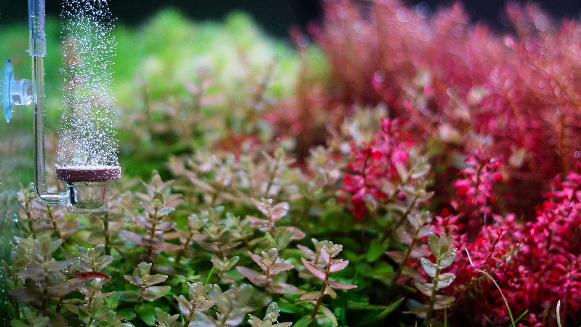 Twinstar Diffuser CO2 - Small