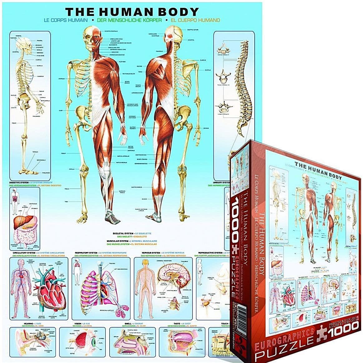 The Human Body 1000 piece jigsaw puzzle by Eurographics