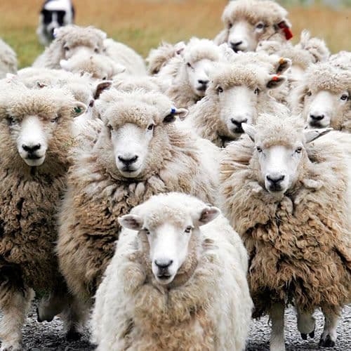 Avalon Assessments Ltd - Safe Use of Sheep Dip (0130-08)