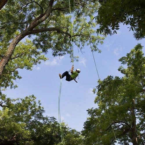 3922 City and Guilds NPTC Level 2 Award in Tree Climbing and Rescue