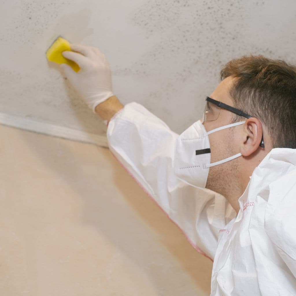 The Complete Guide to Mould Removal and Mould-Resistant Paint