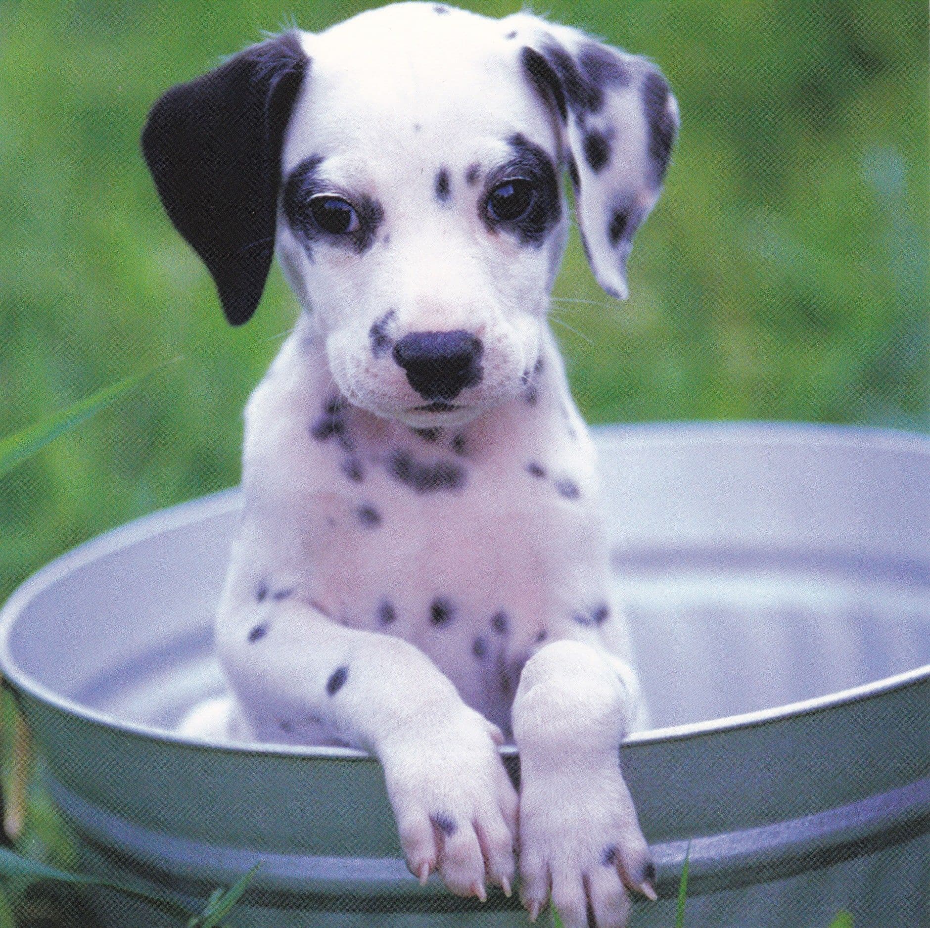 Dalmation Birthday Card