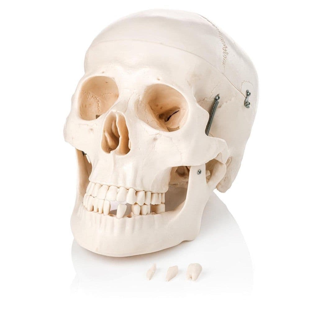 Human Skull Model 3 part