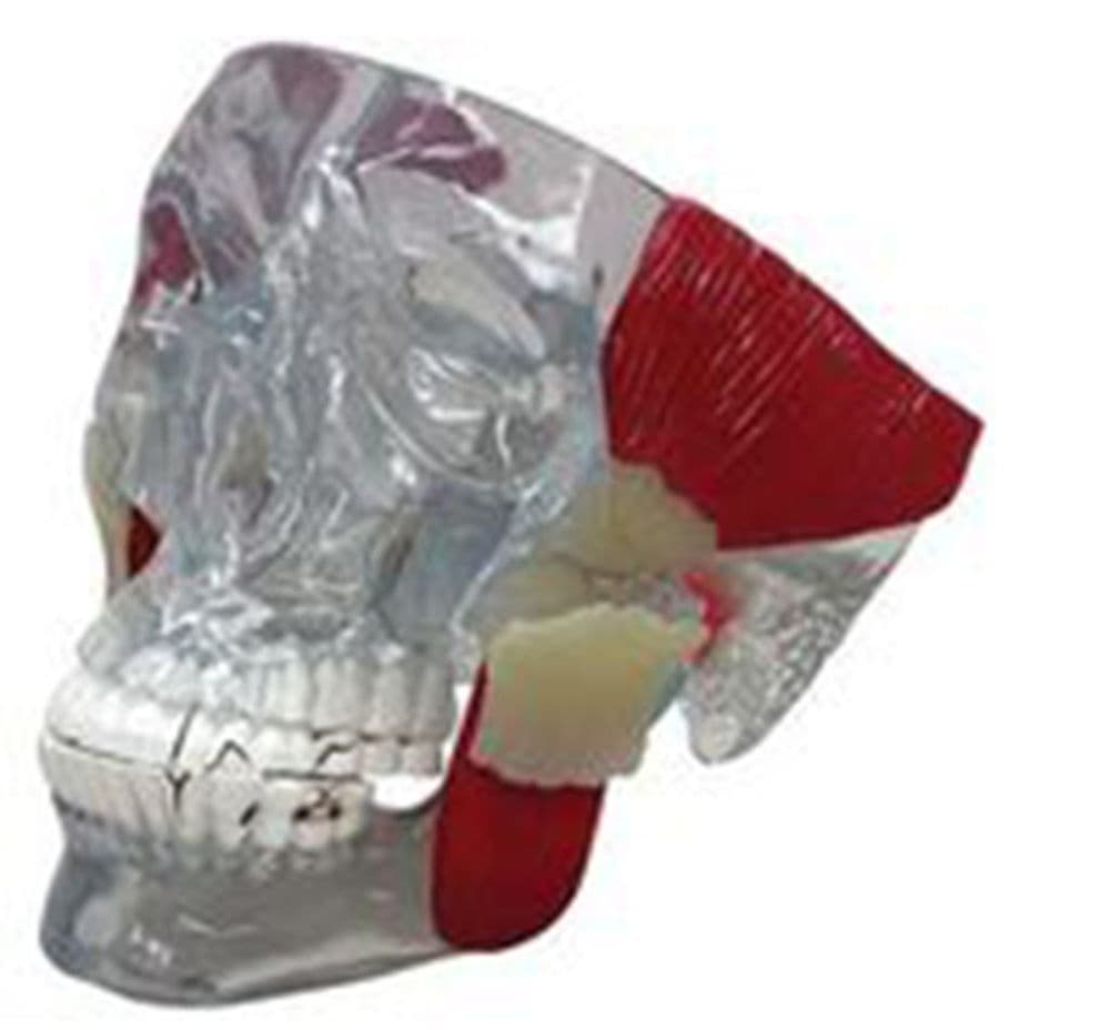 TMJ Model