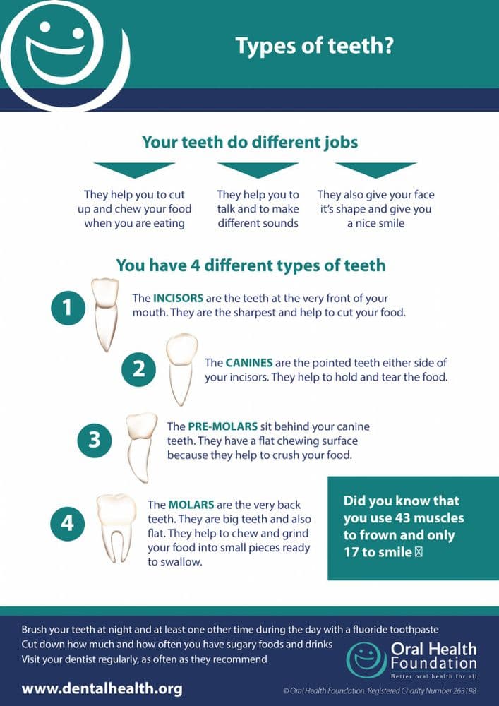 Types of Teeth poster