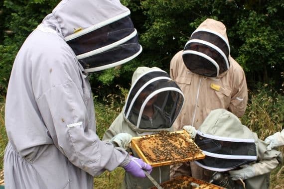 Beekeeping Introduction Course /Experience