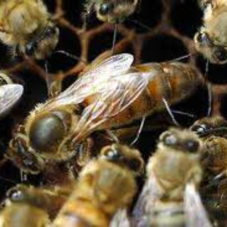 Buckfast Cross Queen