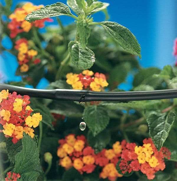 6mm Drip-a-long hose 30m