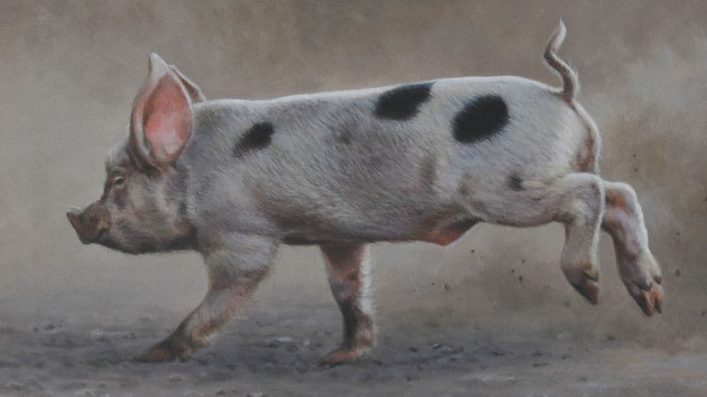 Andrew Hutchinson Original Watercolour Painting Old Spot Piglet Pig