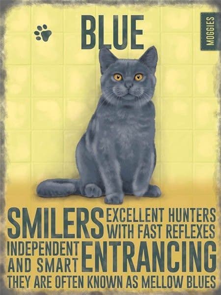BLue Cat