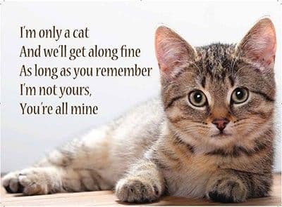 I m only a cat