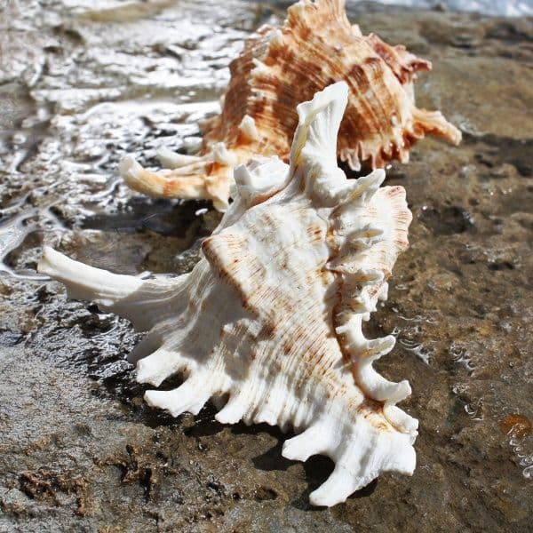 African Murex Shell | Shells | Seashells | Beach shells