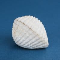 Anadara Granosa Cockle Shell | Granular Ark | Beach Shells