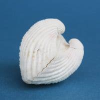 Anadara Granosa Cockle Shell | Granular Ark | Beach Shells