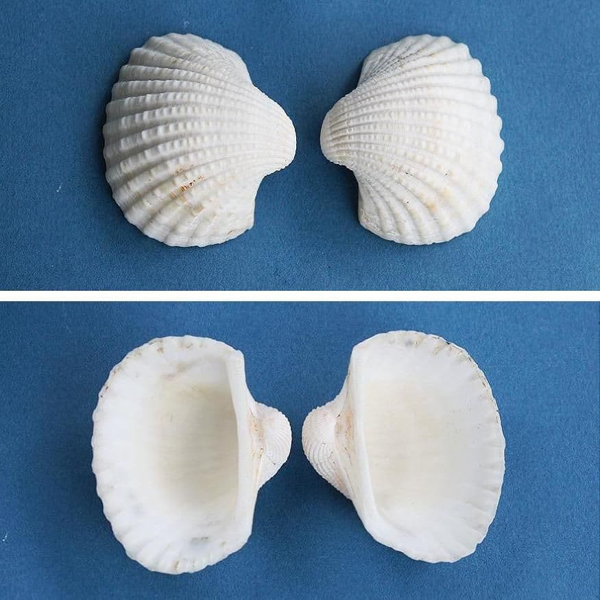 Anadara Granosa Cockle Shell | Granular Ark | Beach Shells