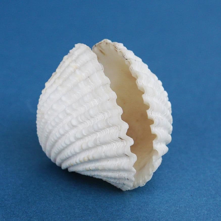 Anadara Granosa Cockle Shell | Granular Ark | Beach Shells