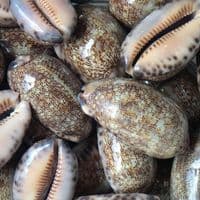 Arabian Cowrie Shell | Shells | Seashells | Beach Shells