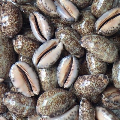 Arabian Cowrie Shell | Shells | Seashells | Beach Shells
