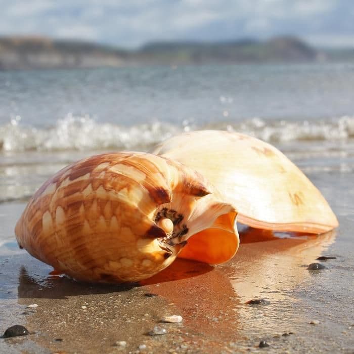 Australian Baler Shell | Melo Amphora | Volute Shell