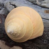 Australian Trumpet Shell | Syrinx Aruanus | Beach Shells