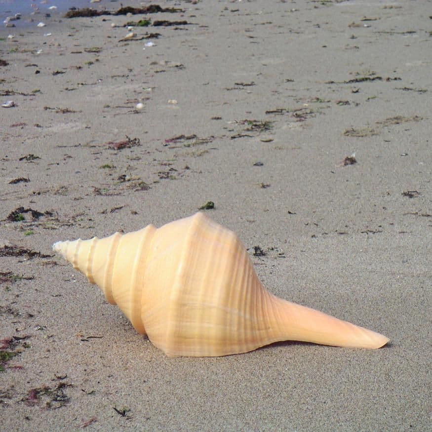 Australian Trumpet Shell | Syrinx Aruanus | Beach Shells