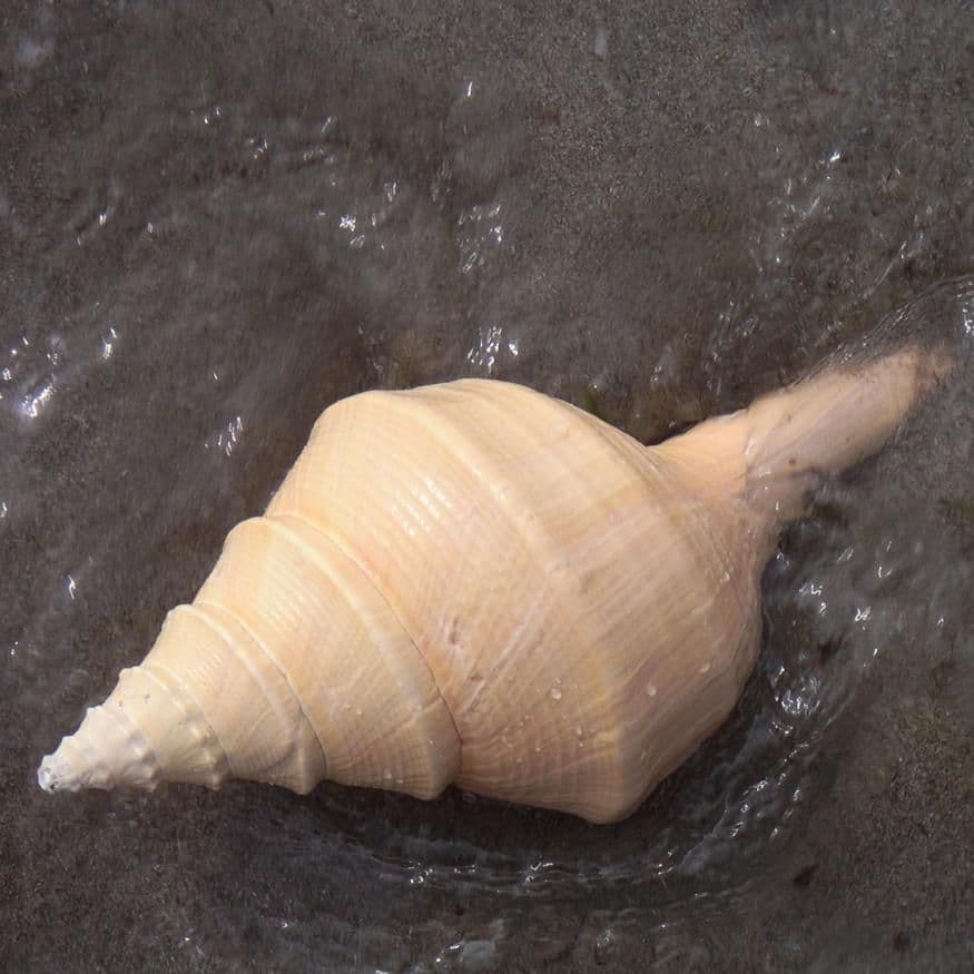 Australian Trumpet Shell | Syrinx Aruanus | Beach Shells
