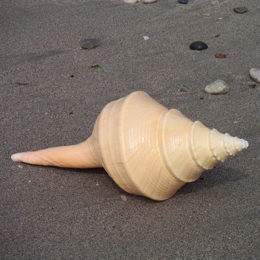 Australian Trumpet Shell | Syrinx Aruanus | Beach Shells
