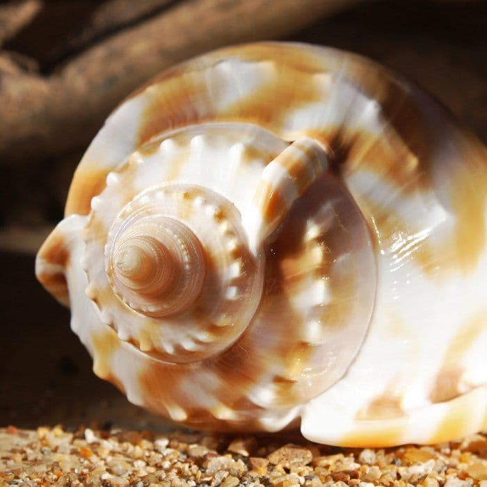 Banded Bonnet Shell | Phalium Bandatum | Beach Shells