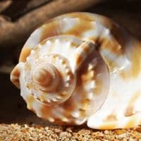 Banded Bonnet Shell | Phalium Bandatum | Beach Shells