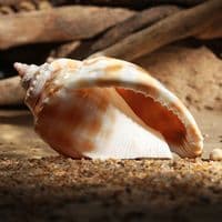 Banded Bonnet Shell | Phalium Bandatum | Beach Shells