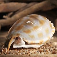 Banded Bonnet Shell | Phalium Bandatum | Beach Shells