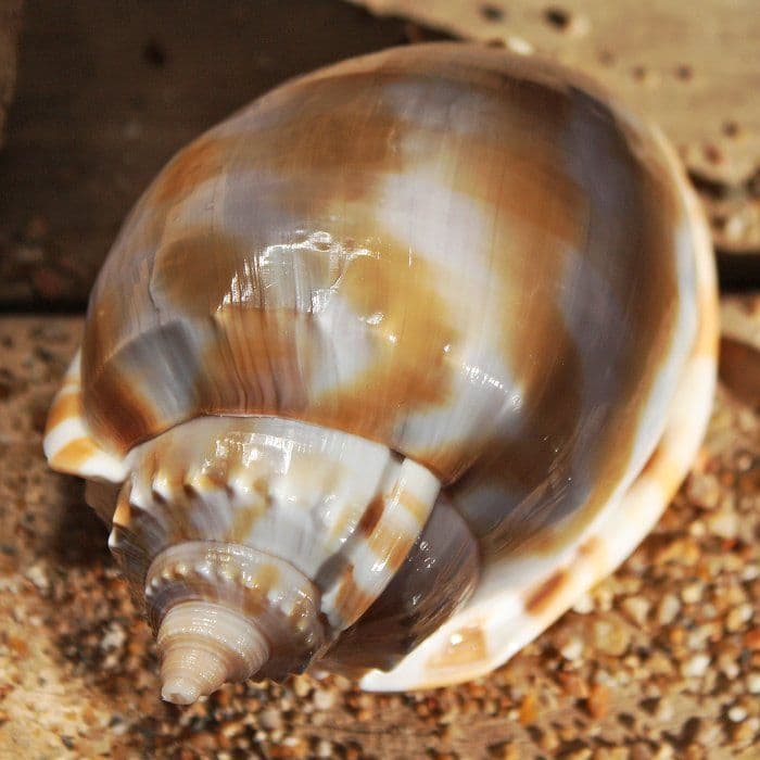 Banded Bonnet Shell | Phalium Bandatum | Beach Shells