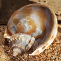 Banded Bonnet Shell | Phalium Bandatum | Beach Shells