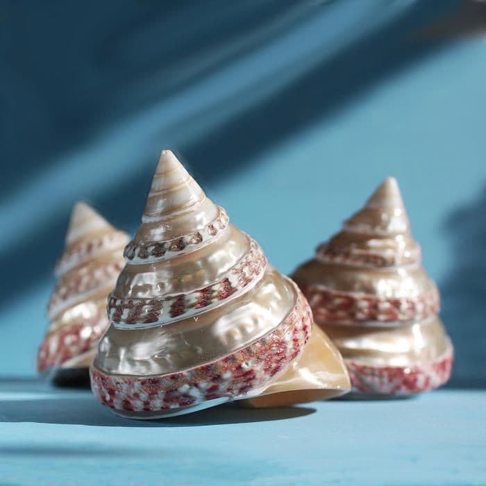 Banded Strawberry Troca Shell | Mother of Pearl Shells